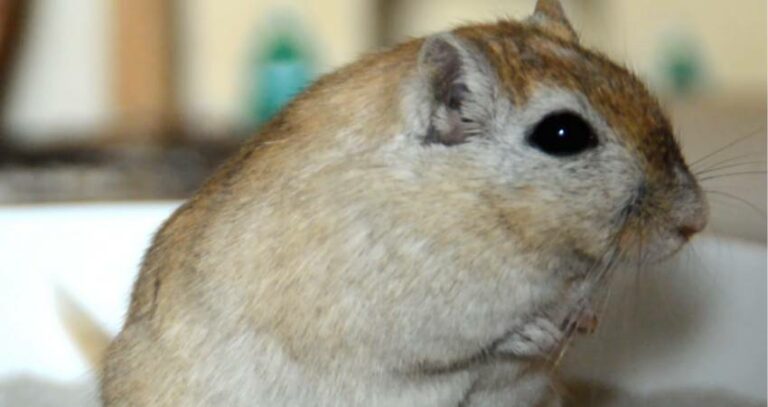 Why Does My Gerbil Poop On Me? - (Reasons Explained)
