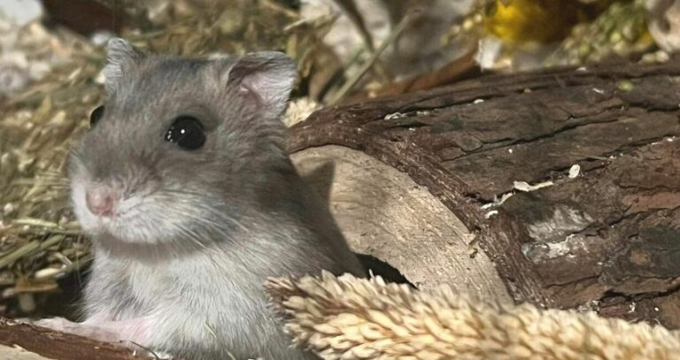 Do Hamsters Cry? | Here's What The Experts Say