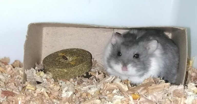 Do Hamsters Cry? | Here's What The Experts Say